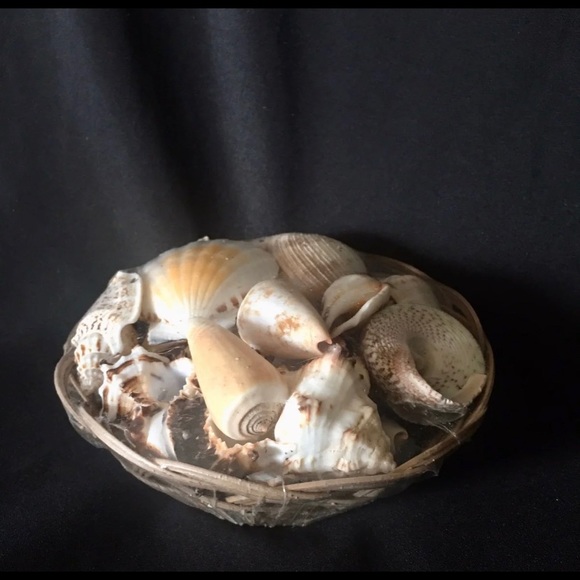 Accents | New Wicker Basket Of Assorted Seashells | Poshmark